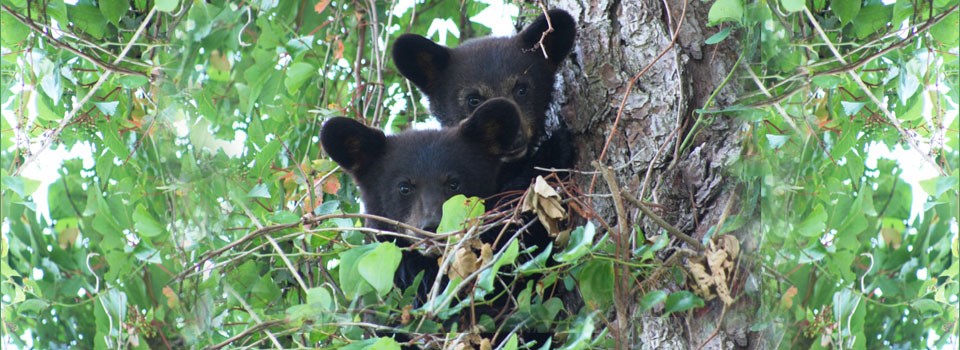 Georgia Black Bear Management – Kohl Wildlife Lab